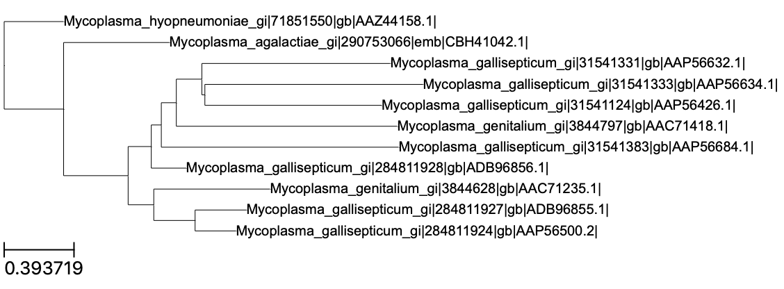 Phylogenetic Analysis Using Python